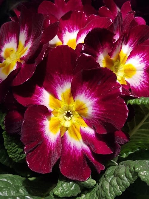 Primula-«Den første om våren» i nesten alle regnbuens farger - SkarpiHagen