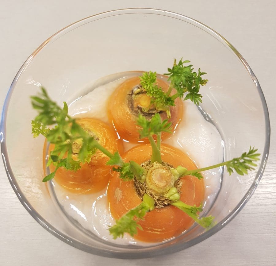 Litt gøy med Gulrot topper i vinduskarmen - SkarpiHagen