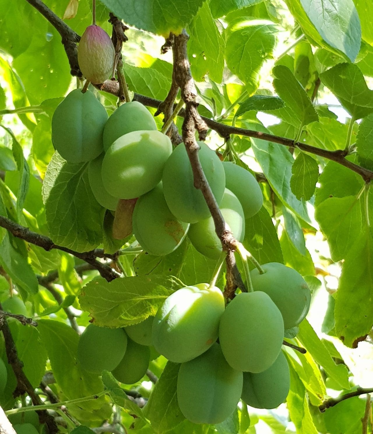 På høy tid å tynne plommer nå for søtere og større frukt - SkarpiHagen